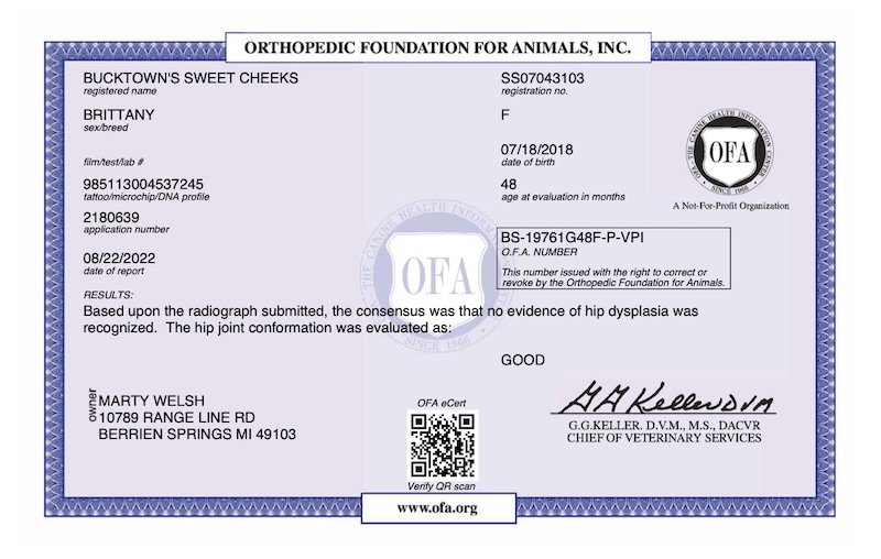 Ajax Brittanys - Brittany Puppies